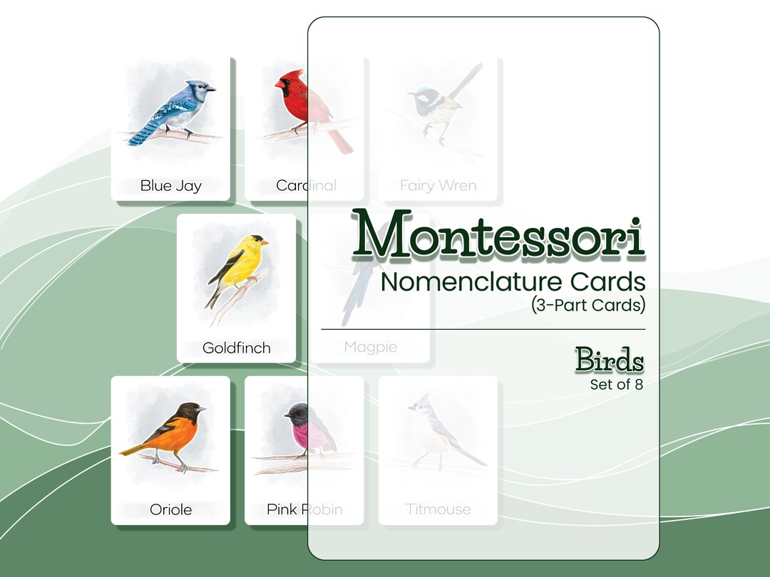 Montessori Nomenclature Cards ILLUSTRATED BIRDS, Montessori Material, 3 ...