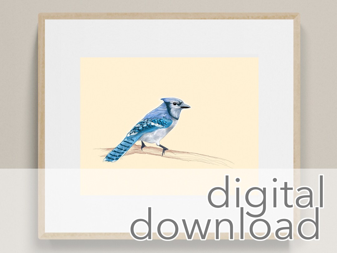 BLUE JAY Bird Print, Printable Art Print, Digital Art Print, Digital ...