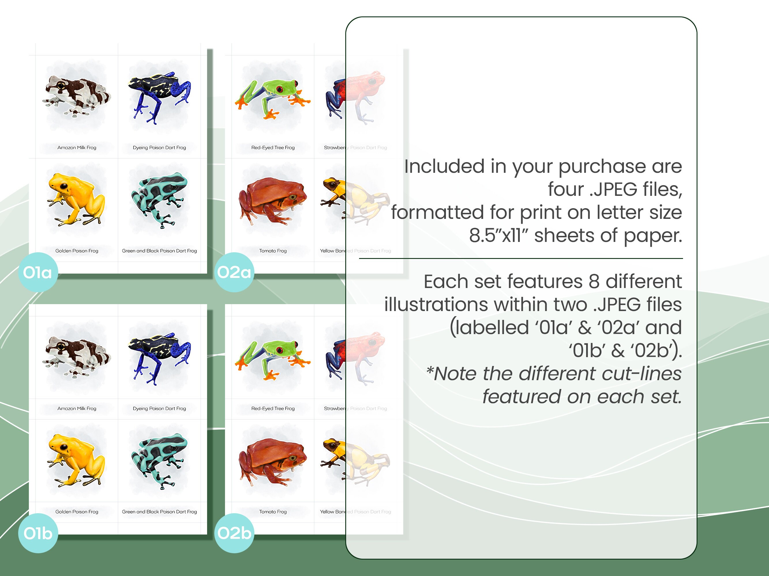 Montessori Nomenclature Cards ILLUSTRATED FROGS, Montessori Materials ...