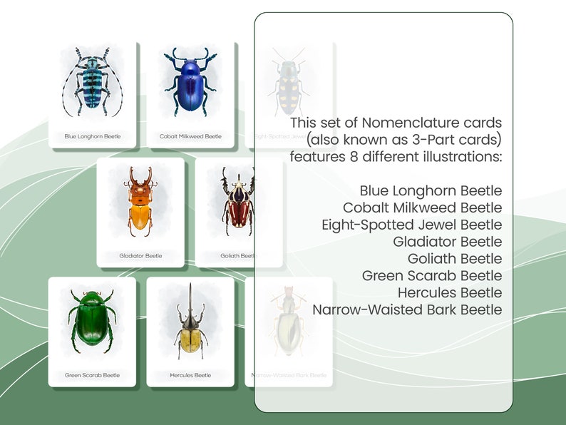 3 PART CARDS BEETLES Montessori Nomenclature Cards Illustrated Beetle ...
