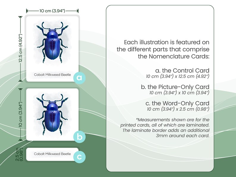 3 PART CARDS BEETLES Montessori Nomenclature Cards Illustrated Beetle ...