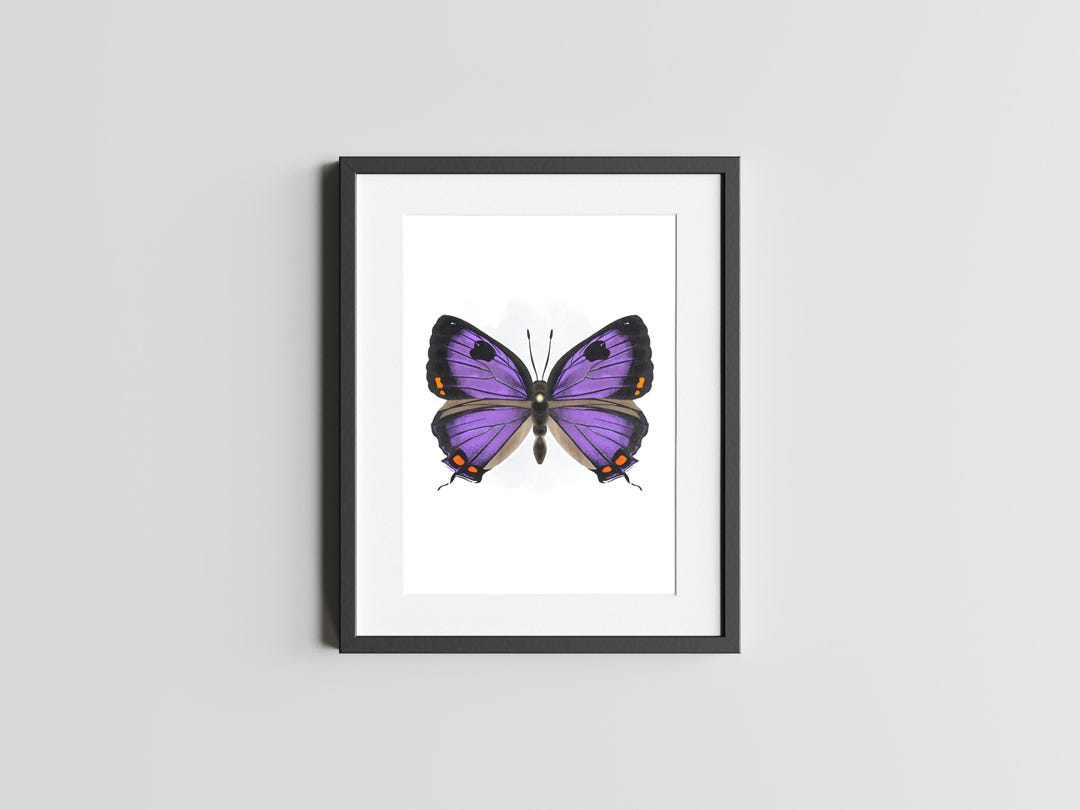 Colorado Hairstreak Butterfly Art Print, Illustrated Purple Butterfly ...