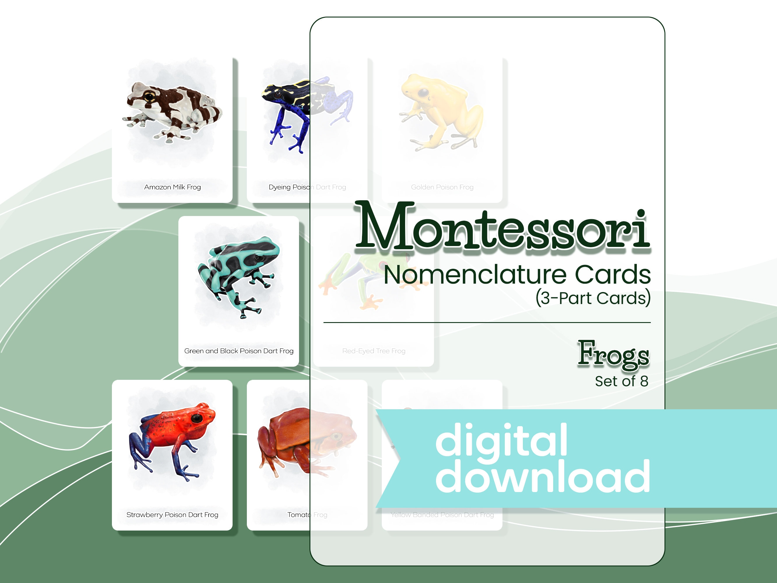 Montessori Nomenclature Cards ILLUSTRATED FROGS, Montessori Materials ...