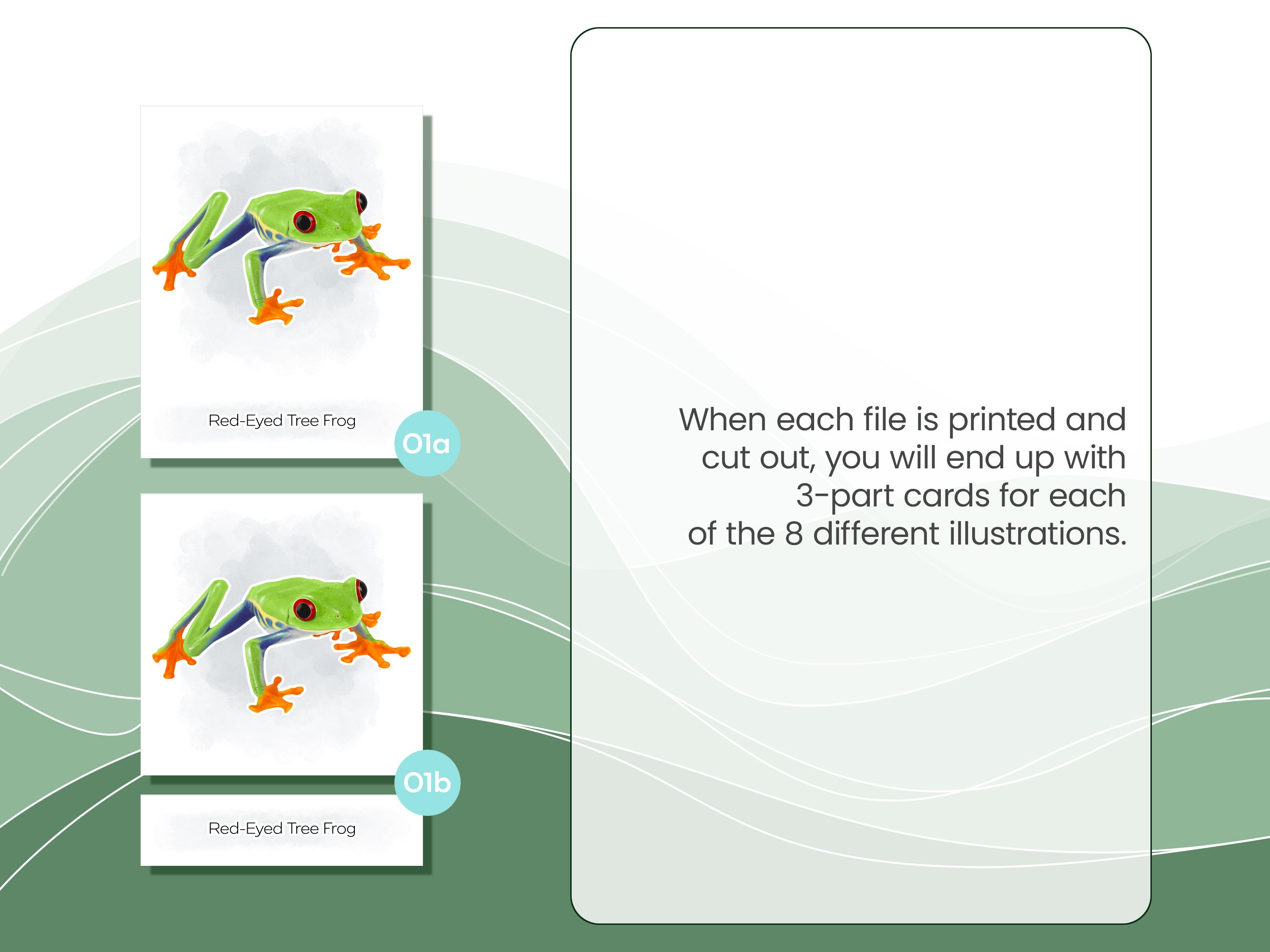 Montessori Nomenclature Cards ILLUSTRATED FROGS, Montessori Materials ...