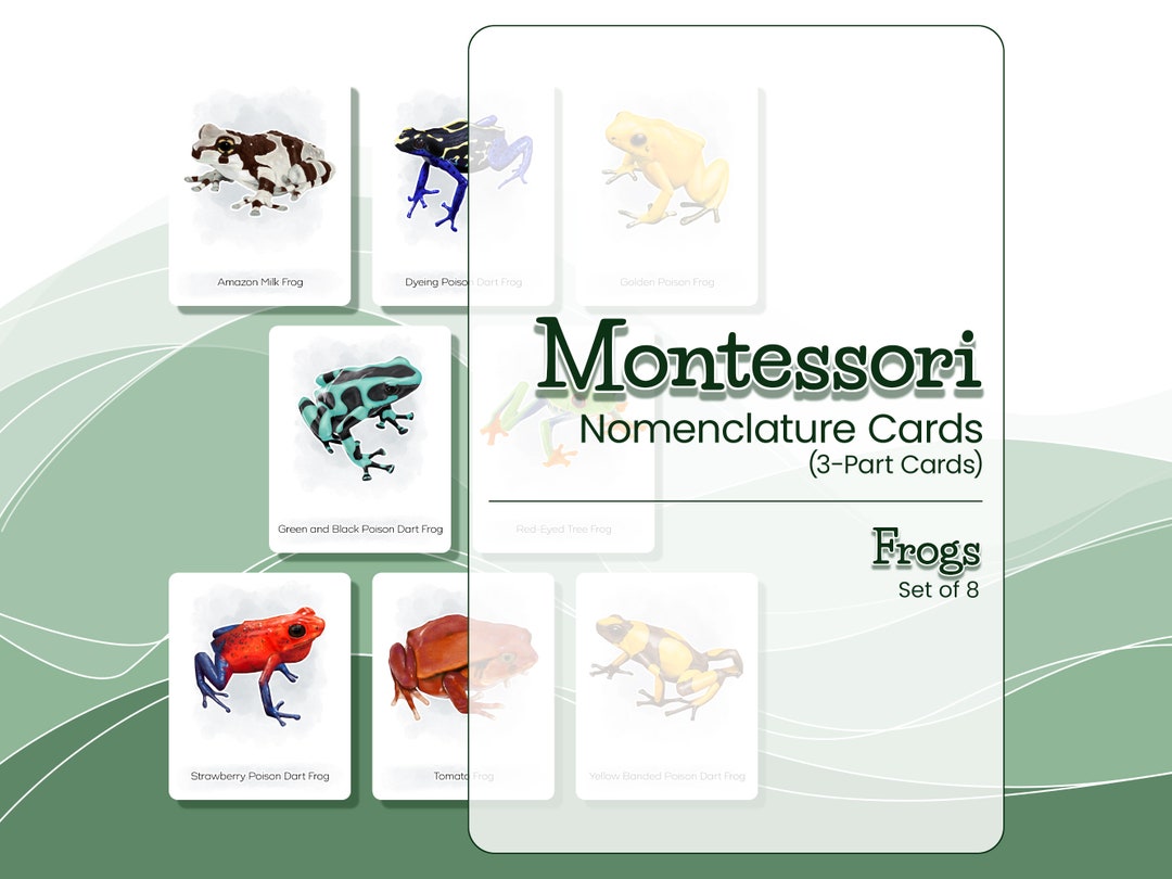 3 PART CARDS FROGS, Montessori Nomenclature Cards, Illustrated Frogs ...