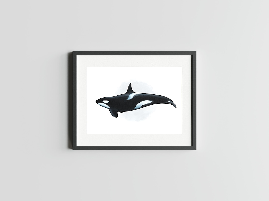 ORCA 5x7 Whale Art Print of Whale Print Decor of Killer Whale Artwork for Home Print of Orca ...