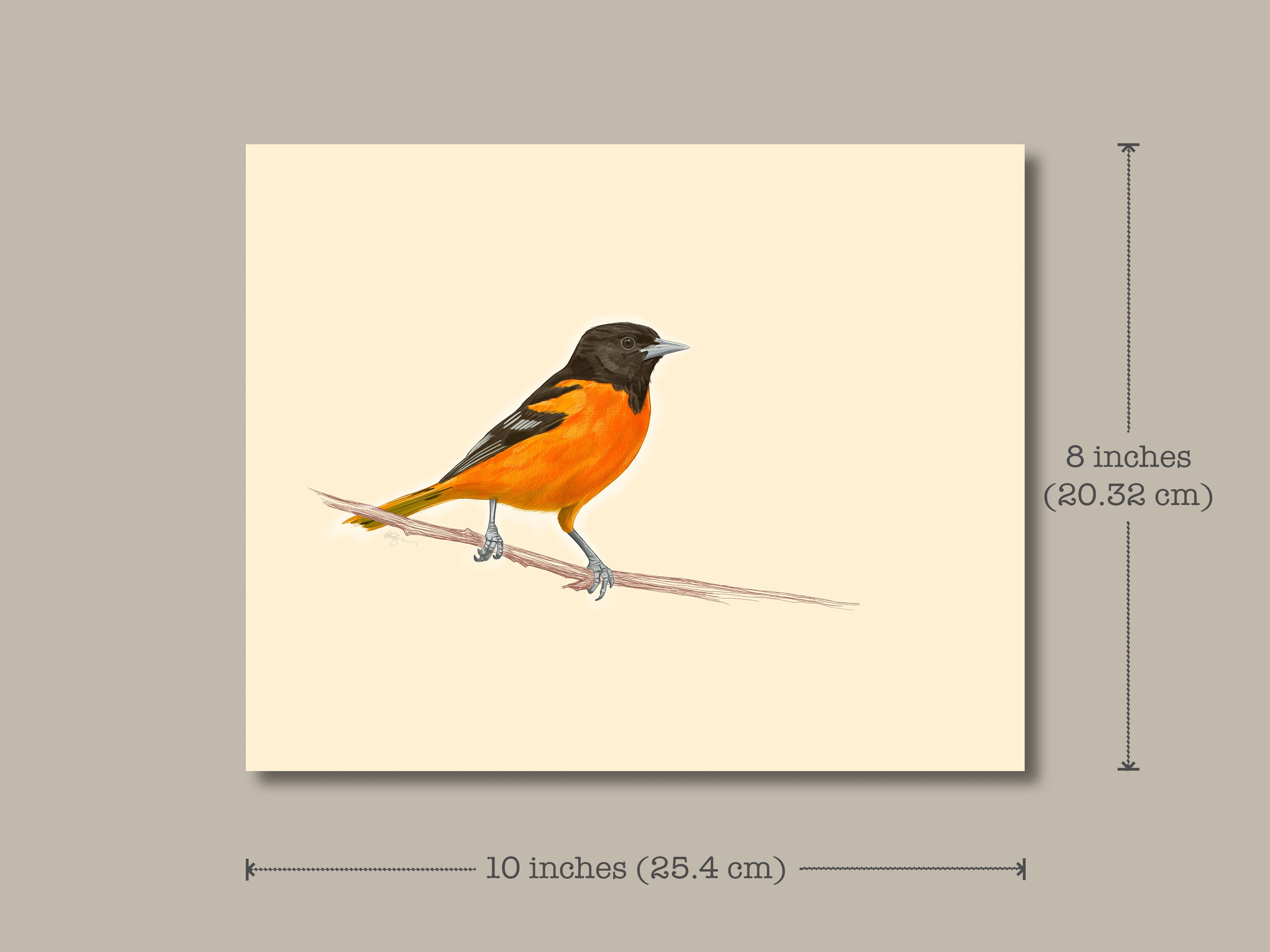 BALTIMORE ORIOLE Art Print, Bird Art, Bird Illustrations, Home Decor ...