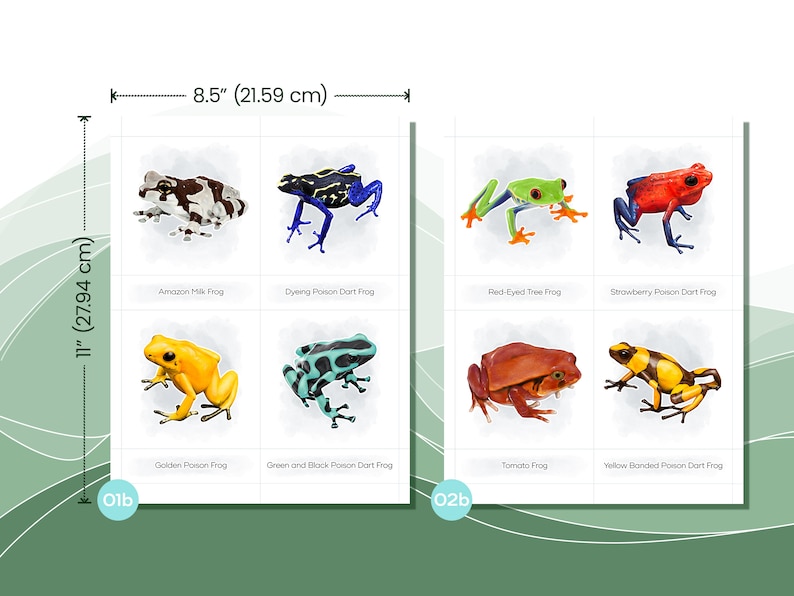 Montessori Nomenclature Cards ILLUSTRATED FROGS, Montessori Materials ...