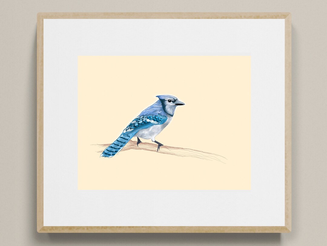 BLUE JAY Art Print, Bird Art, Bird Illustrations, Classroom Decor, Home ...