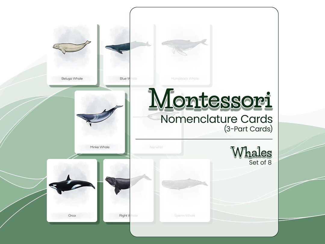 3 PART CARDS WHALES Montessori Nomenclature Cards Illustrated Beetle ...