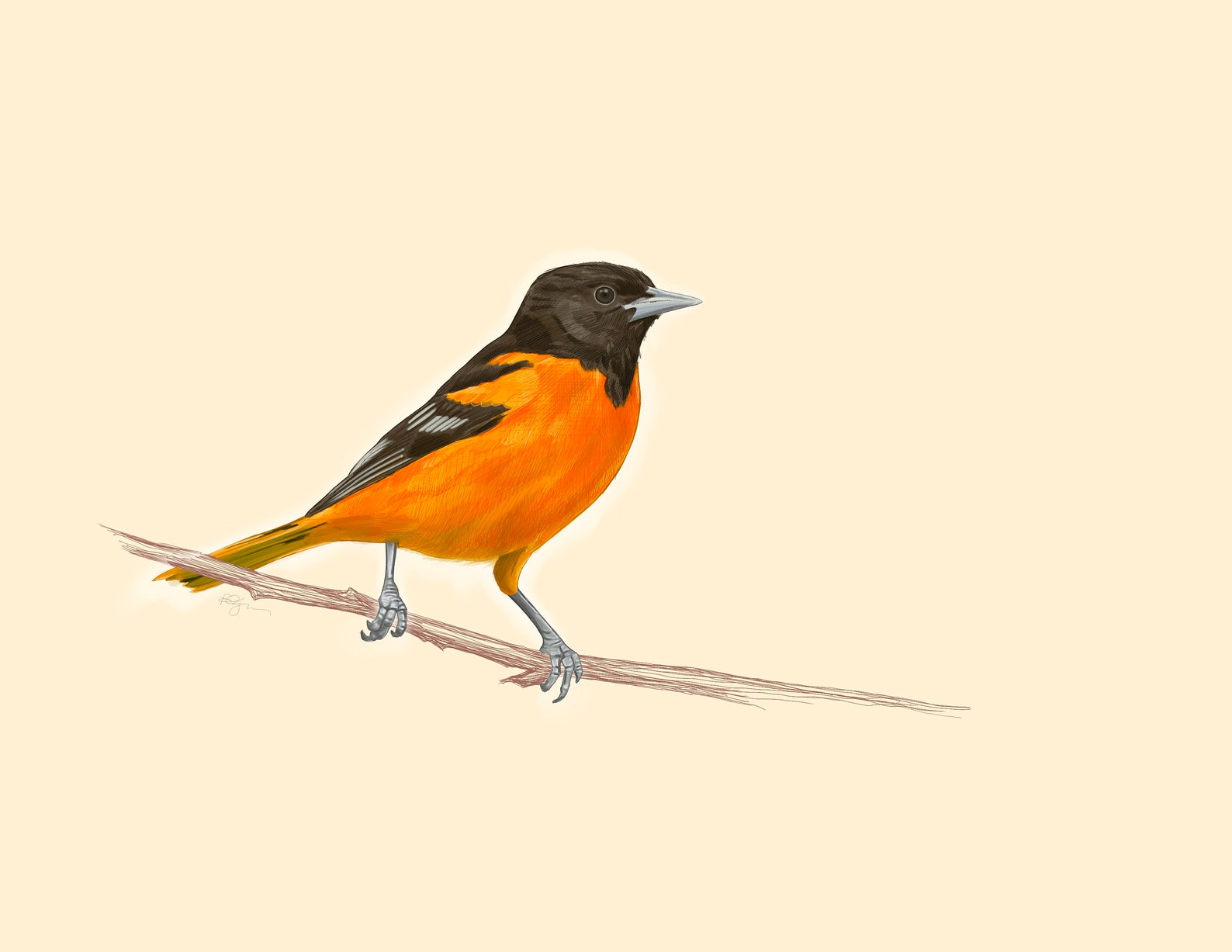 BALTIMORE ORIOLE Art Print, Bird Art, Bird Illustrations, Home Decor ...
