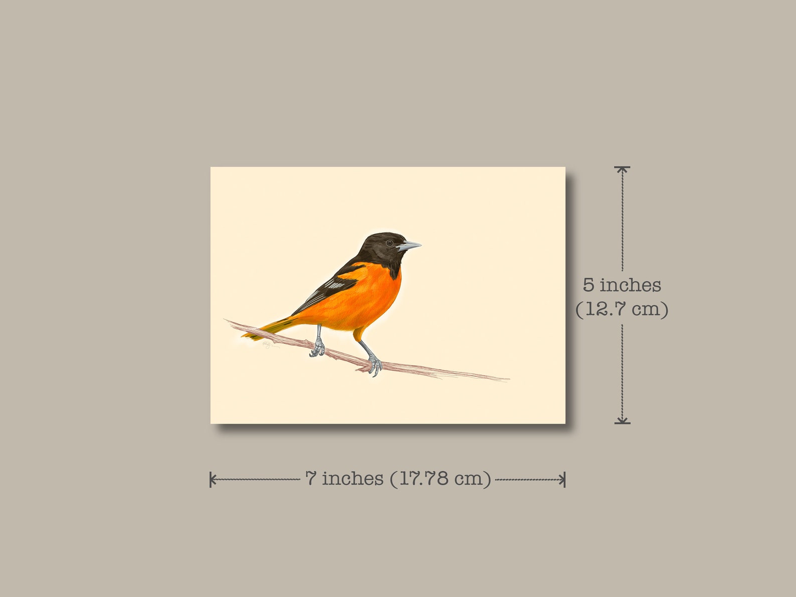 BALTIMORE ORIOLE Art Print, Bird Art, Bird Illustrations, Home Decor ...