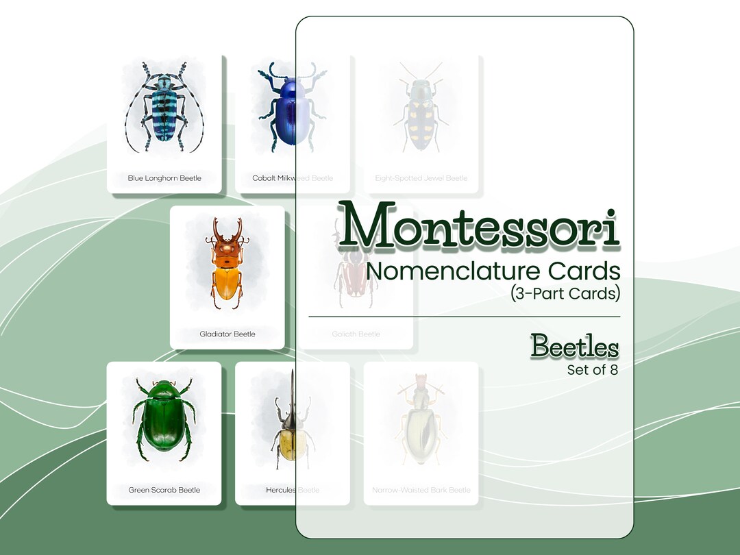 3 PART CARDS BEETLES Montessori Nomenclature Cards Illustrated Beetle ...