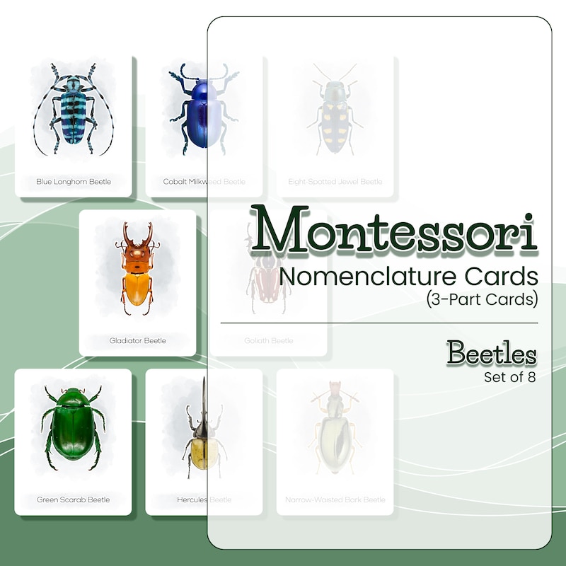 Montessori Beetle - Etsy