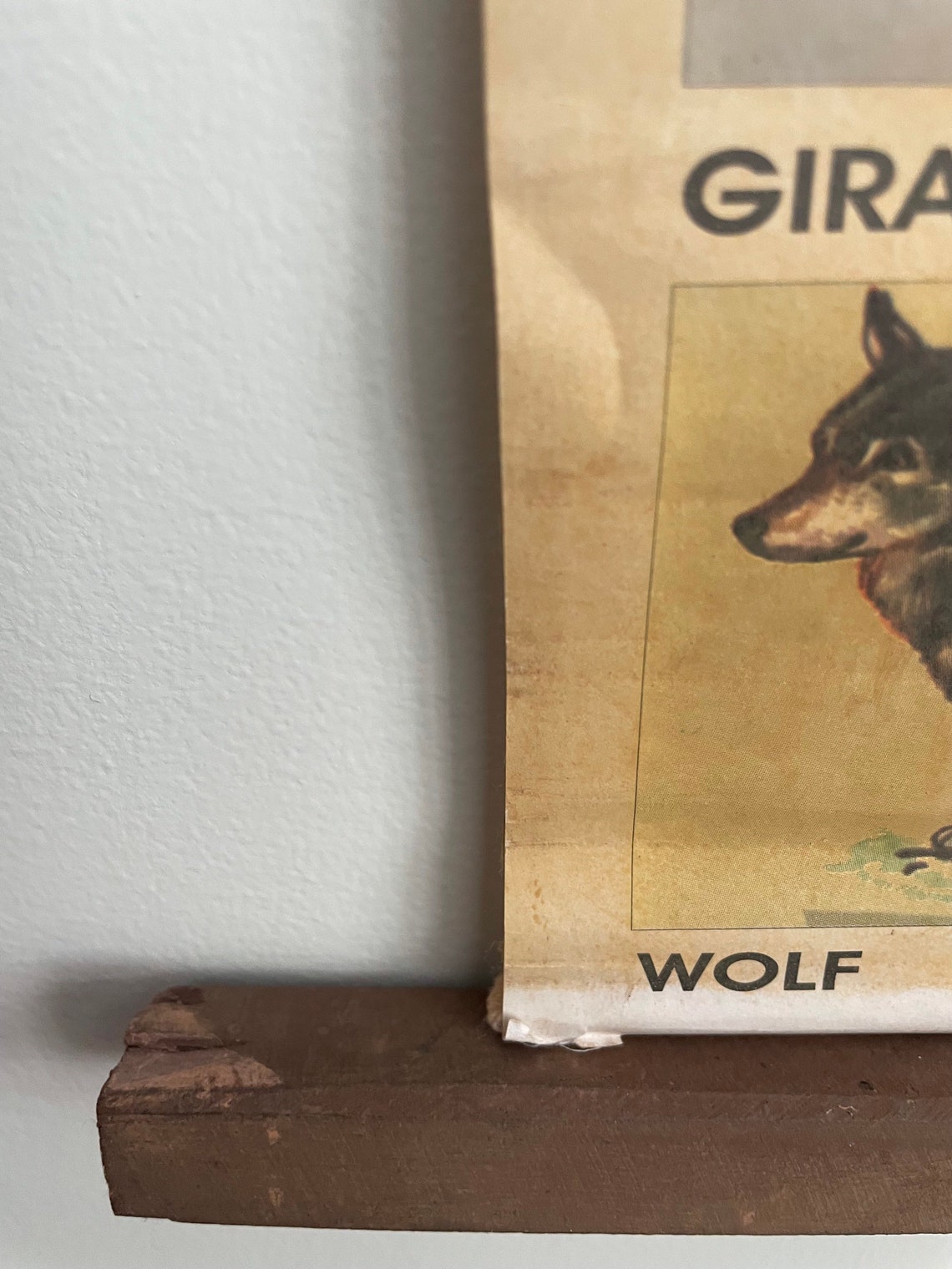Vintage India Animal School Chart Poster With English and - Etsy