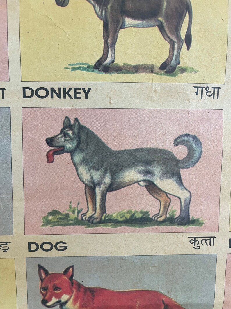 Vintage India Animal School Chart Poster With English and - Etsy