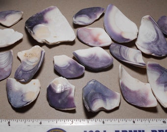 Shell Pieces - Etsy
