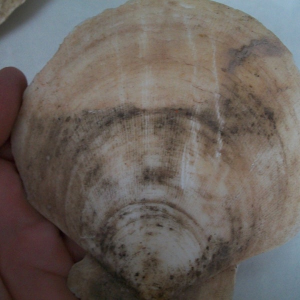 Rare Sea Shells - Etsy