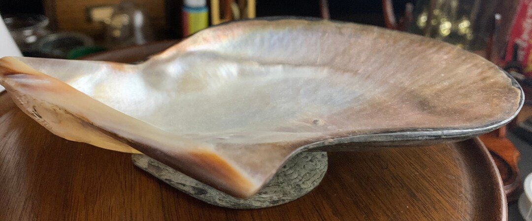 Pearlized Mussel Shell Half 7 Inch Polished and Foot Mounted Seashell ...