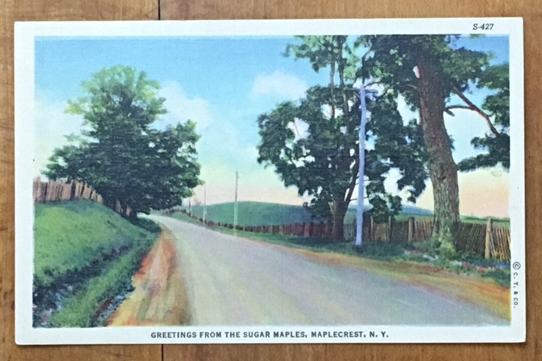 The Sugar Maples, Maplecrest, N.Y. Vintage Postcard - Etsy
