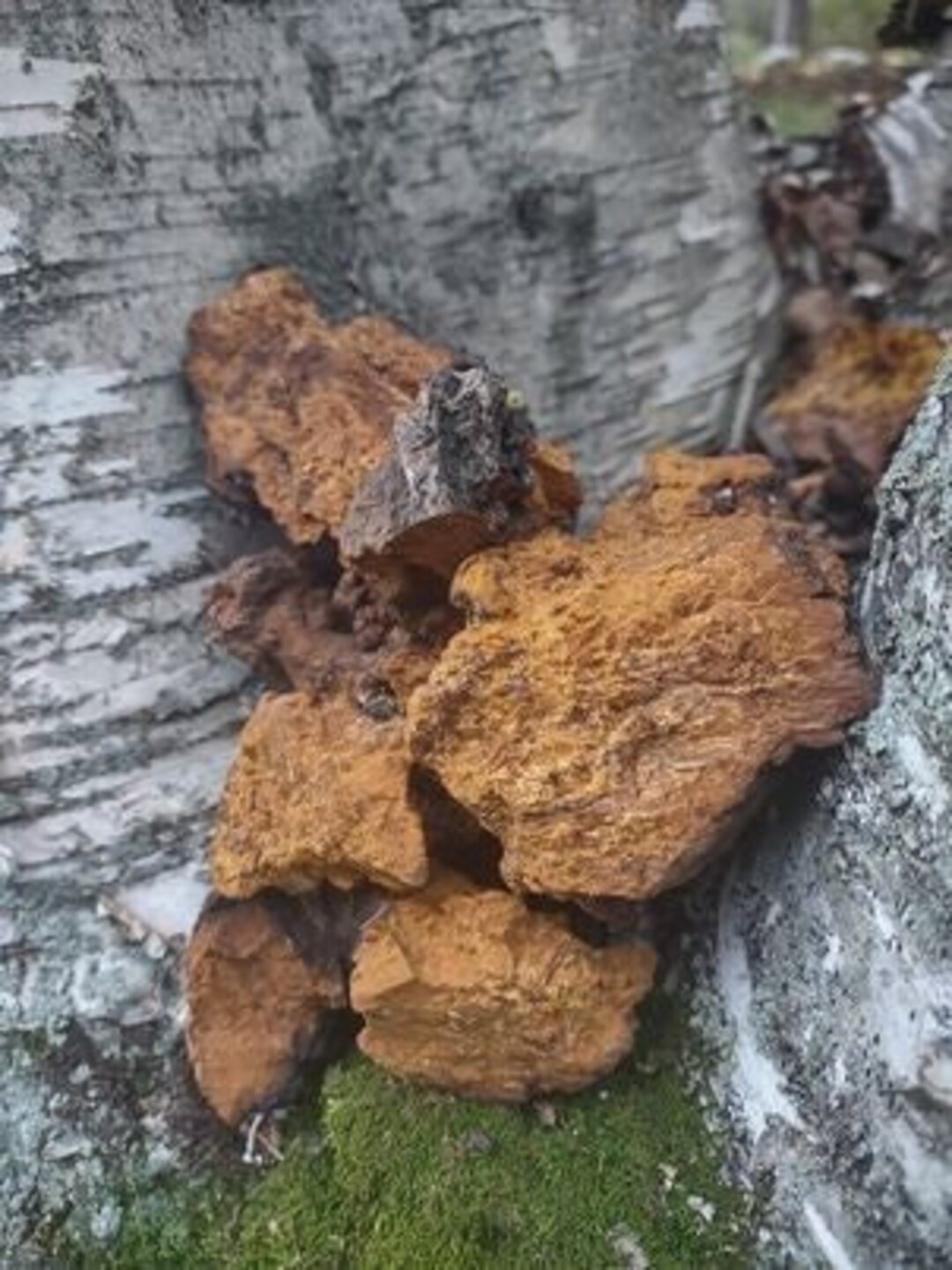 Wild Harvest Chaga Mushroom Chunks michigan Harvest - Etsy