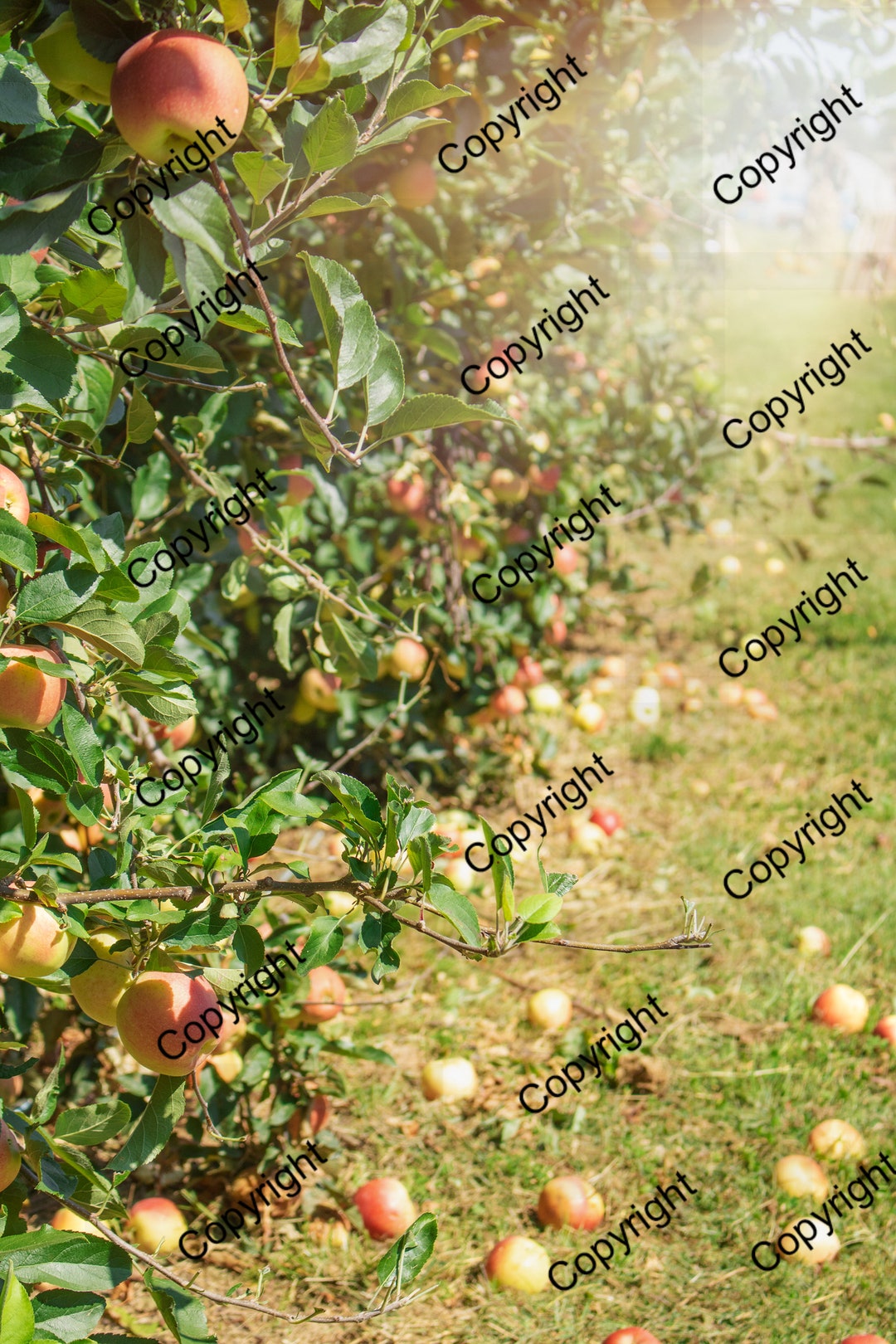 Fall Apple Orchard Digital Backdrop - Etsy