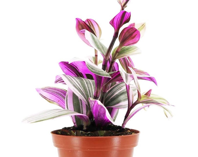 Rare Nanouk Pink Tradescantia | Live Plant - Etsy