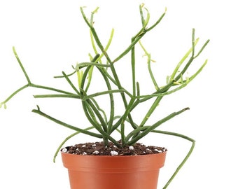 Pencil Cactus Live Plant - Etsy