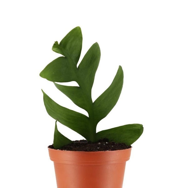 Fern Leaf Cactus - Etsy