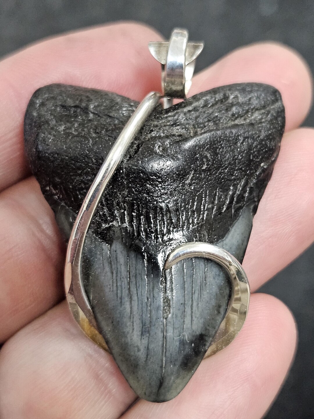 Ancient Predator Pendant: 100% Authentic 2" Fossil Megalodon Shark ...