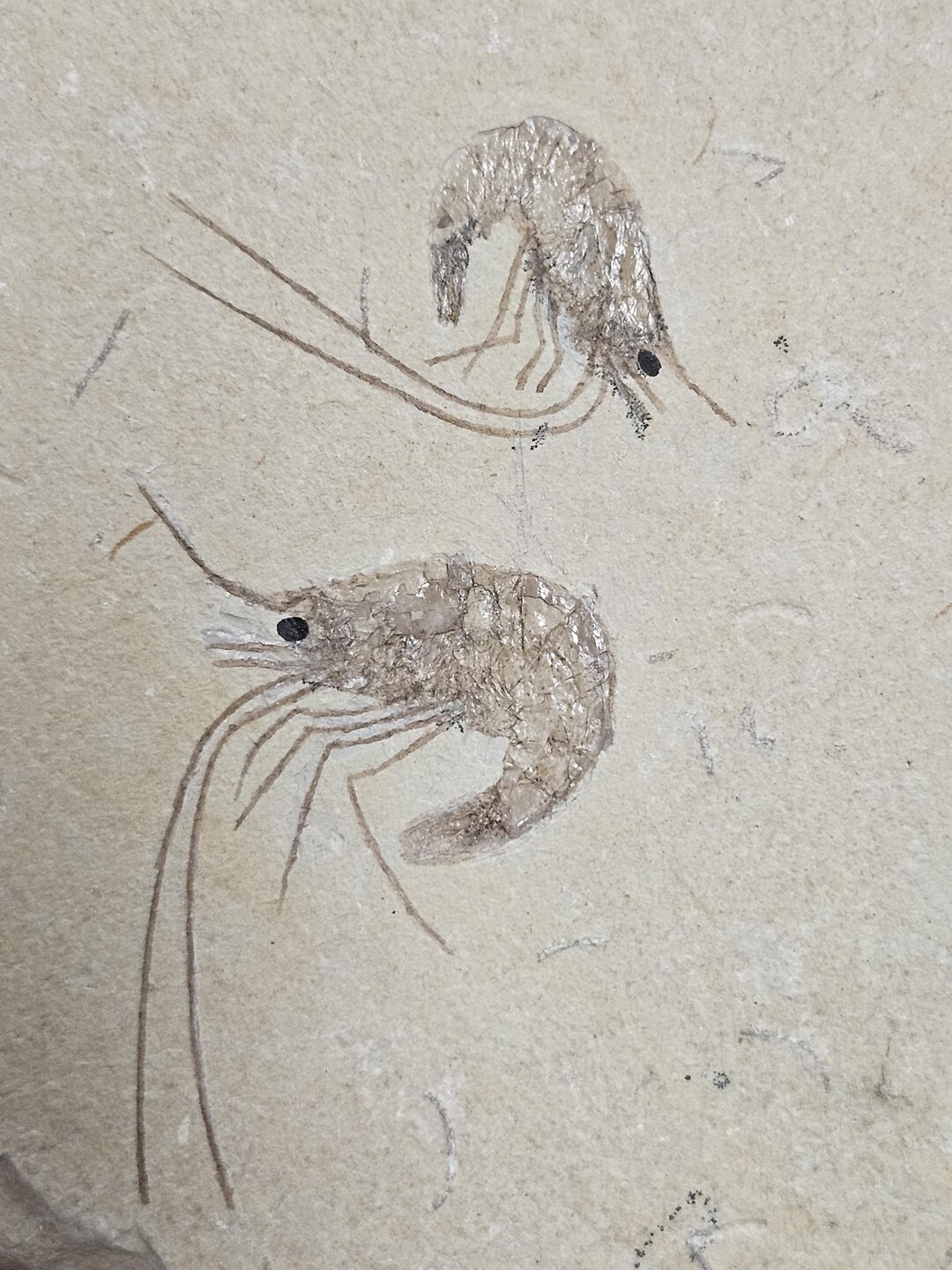 Double! Lebanese Fossil Shrimp Cretaceous Dinosaur Age Rock Specimen ...