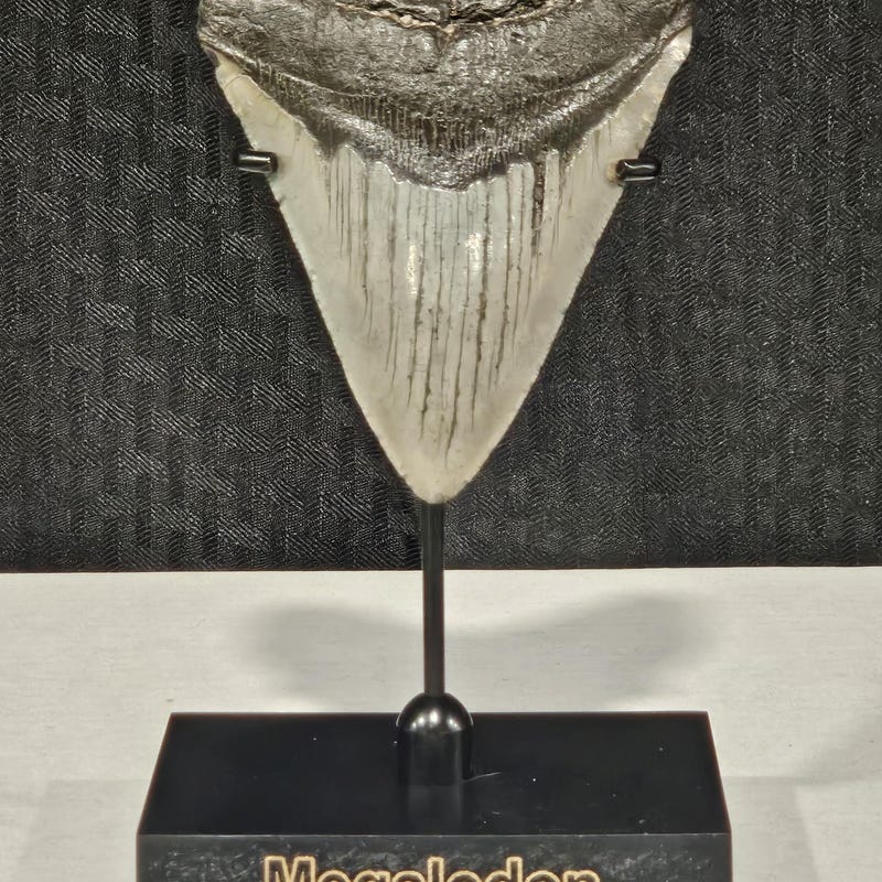 Shark Tooth Display - Etsy