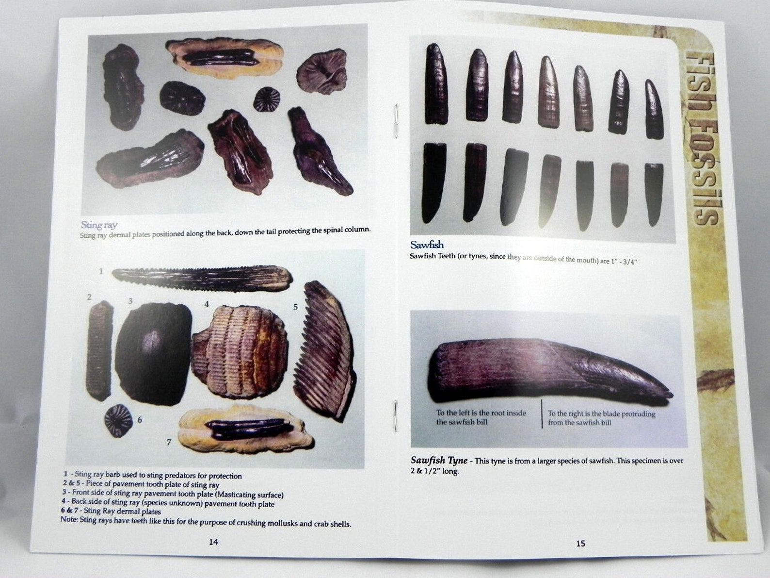 Unlock the Secrets of the Deep: Megalodon Shark Tooth Teeth & Fossil ...