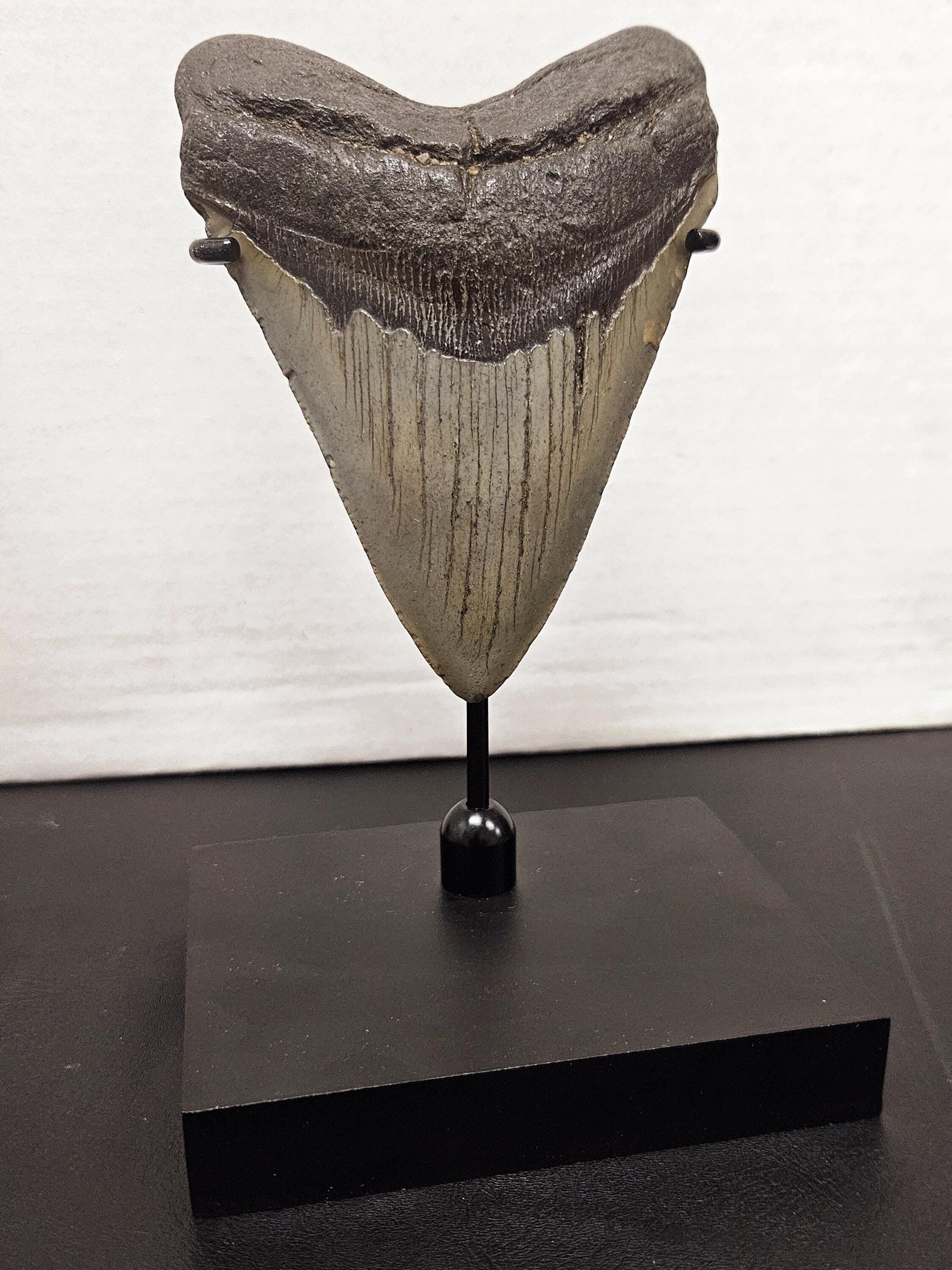 Megalodon Shark Tooth Display Stand: Fossil Teeth Holder (5-5.75" Tooth ...