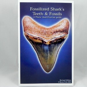 Unlock the Secrets of the Deep: Megalodon Shark Tooth Teeth & Fossil ...