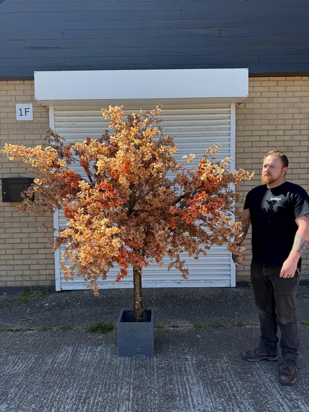 Brown Cherry Blossom Tree - Fall Cherry Blossom Tree - Restaurant ...