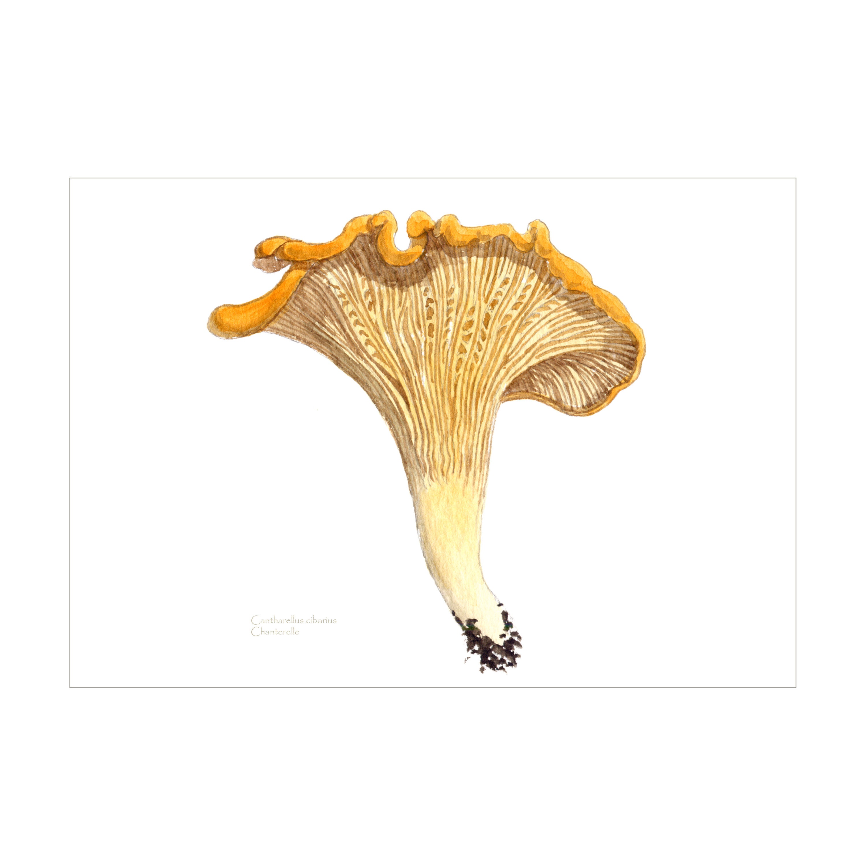 Set of 4 Mushroom Art Prints - Etsy UK