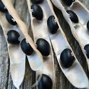 Bean Seed, Black Turtle Bush Bean Seeds, Heirloom, NON-GMO, Country ...