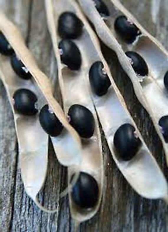 Bean Seed Black Turtle Bush Bean Seeds Heirloom NON-GMO | Etsy