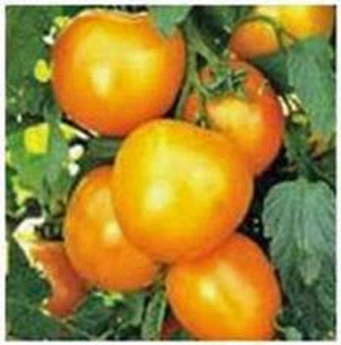 Tomato, Jubilee Tomato Seeds, Heirloom, NON GMO, Country Creek Acres - Etsy