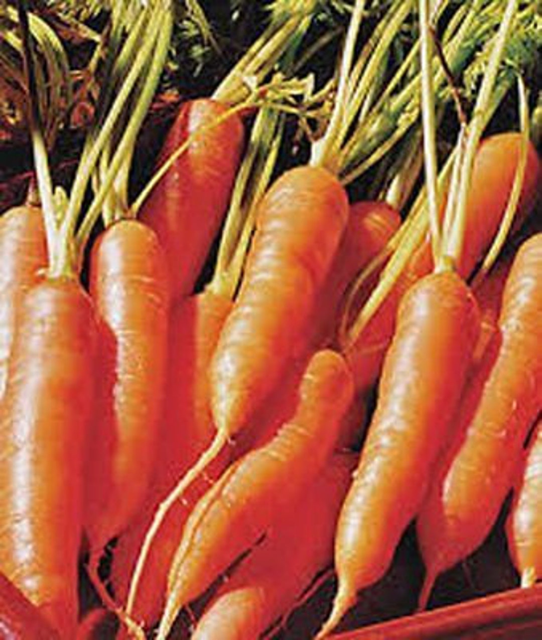 Carrots, Little Finger Carrot Seeds, Heirloom, NON GMO, Country Creek ...