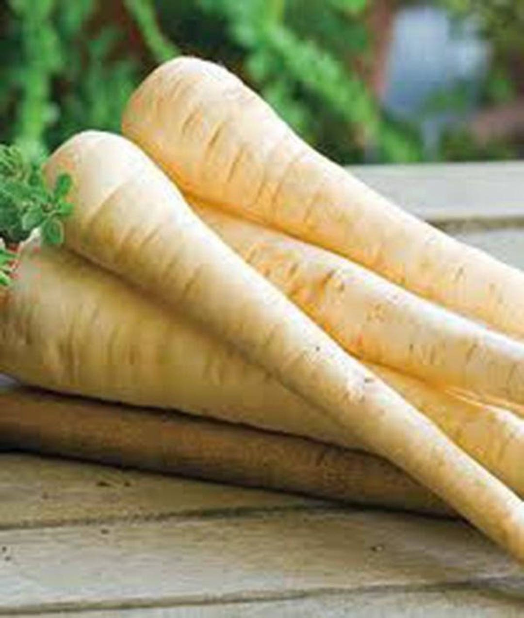 Parsnip, Harris Model Parsnip Seeds, Heirloom, NON GMO, Country Creek ...