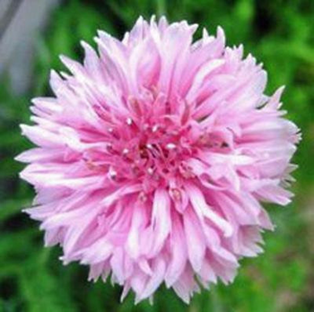 Bachelor Button Tall Pink Seeds, Heirloom, Country Creek Acres - Etsy
