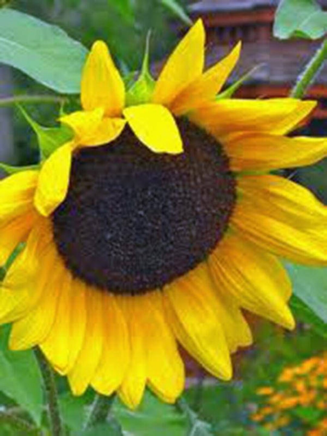 Golden Sunflower Seeds, Heirloom, Country Creek Acres - Etsy