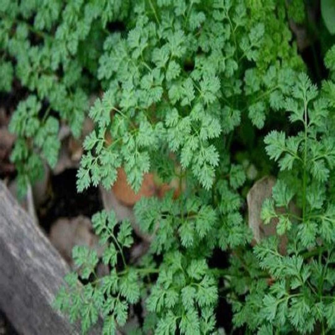 Winter Chervil Seeds, Heirloom, NON GMO, Country Creek Acres - Etsy
