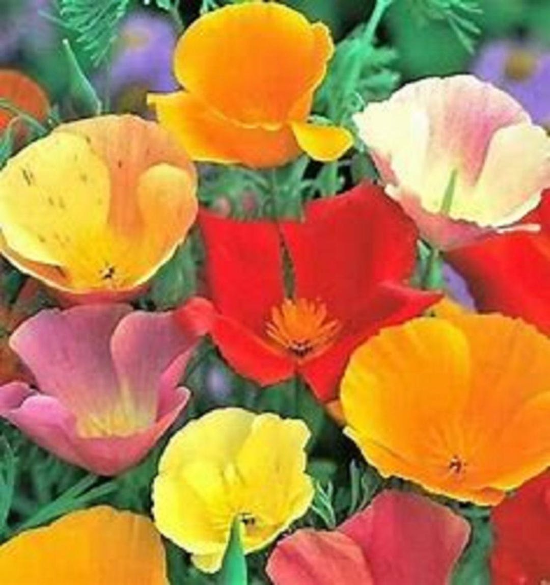 California Mission Bell Poppy Seeds - Eye-catching Colors Attract ...
