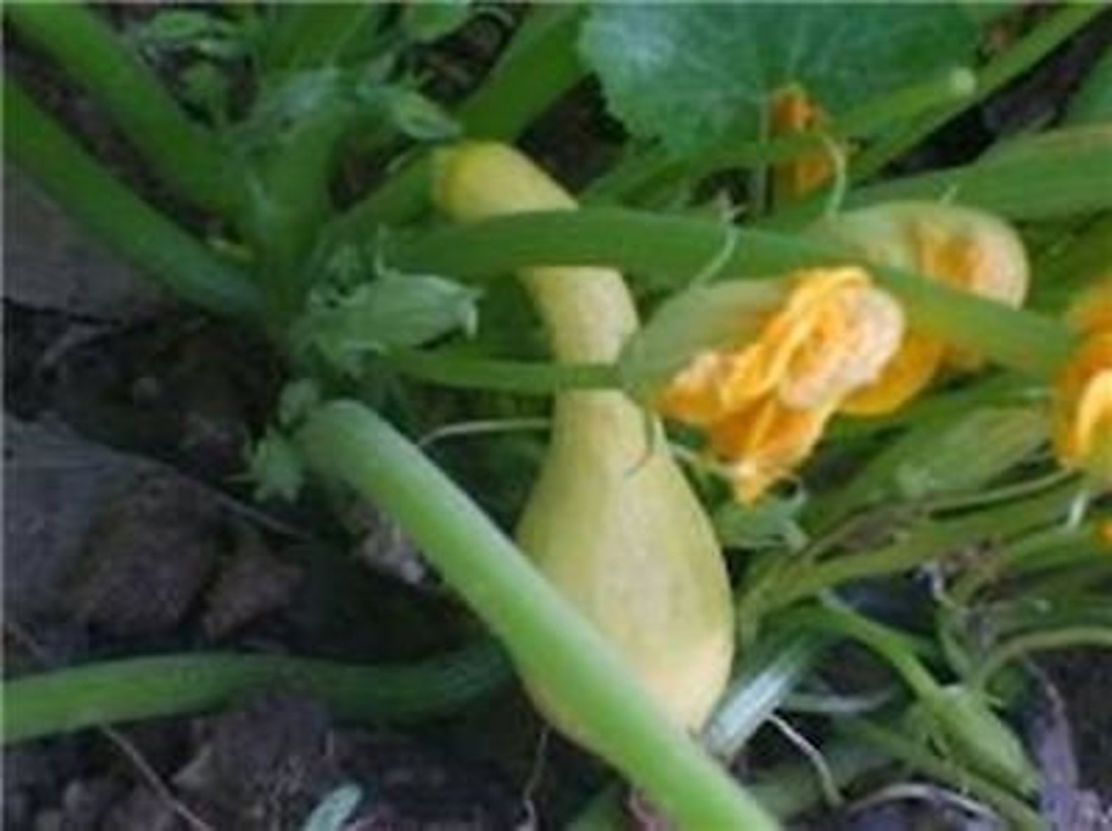 Squash, Crooked Neck Squash Seeds, Heirloom, NON GMO, Country Creek ...