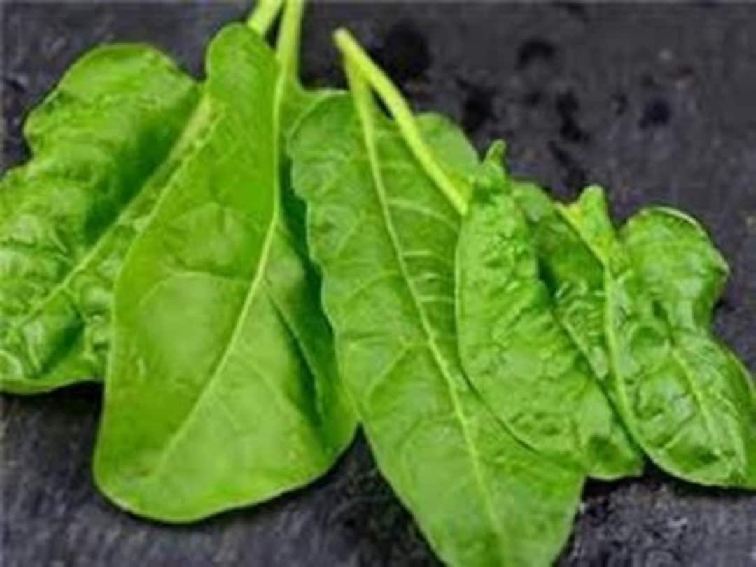 Swiss Chard, Perpetual Spinach Swiss Chard Seeds, Heirloom, NON GMO ...