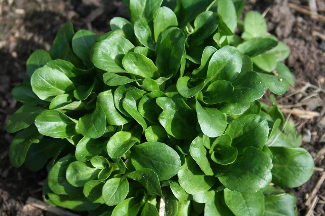 Lamb's Lettuce Seeds - Also Known as Mâche or Cornsalad Lettuce - Small ...