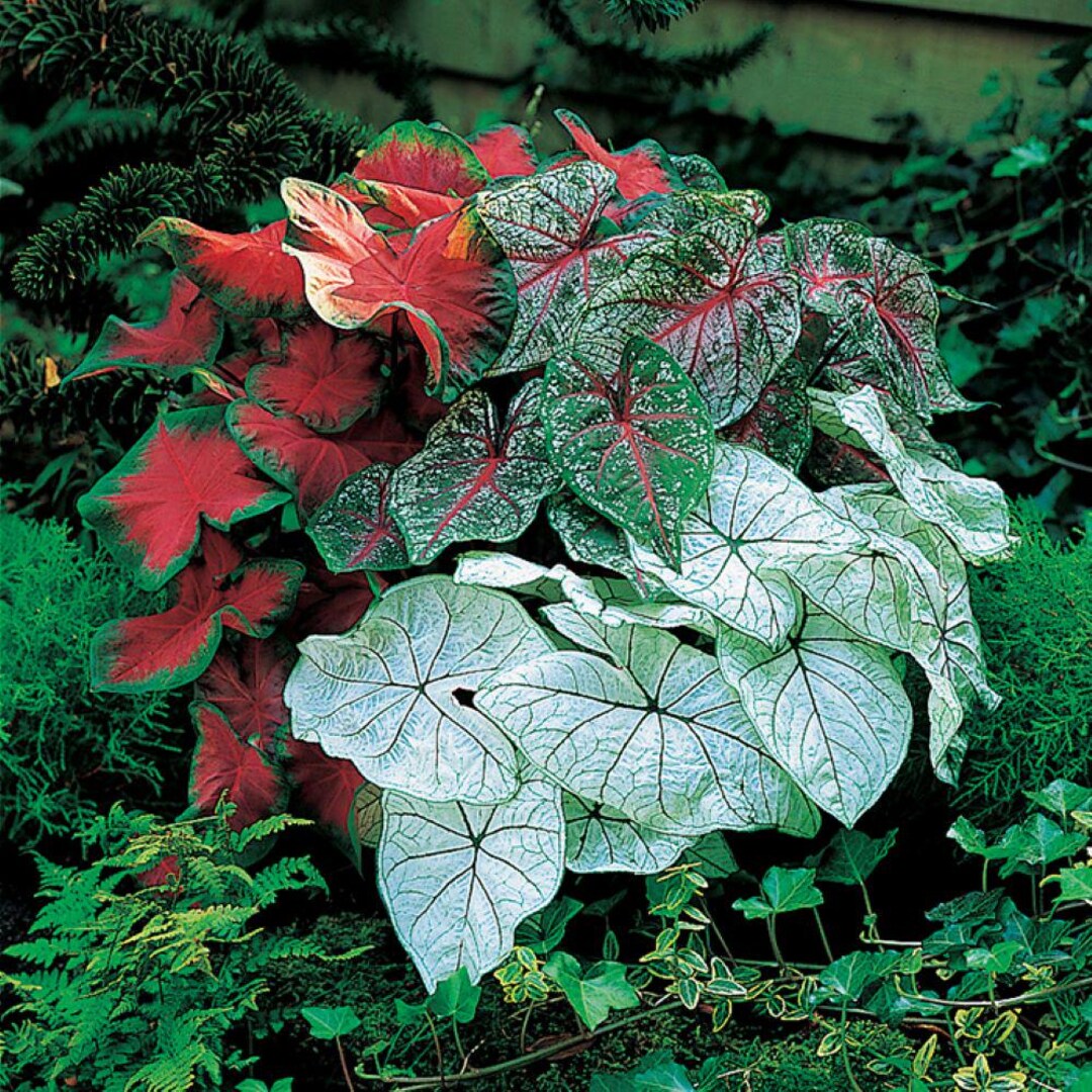 Caladium, Bulb, Fancy Mix, Easy to Grow, Colorful Mix, HOSTA, Country ...